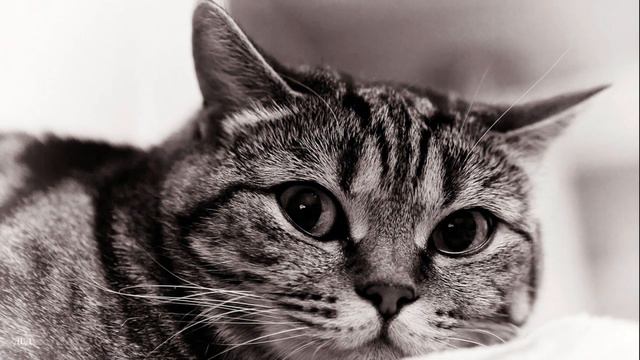 Уродливый кот- Игорь Мазунин, читает Дмитрий Днепровский