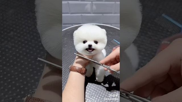 стрижка Шпица