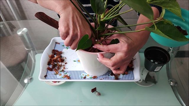 Отделяем детку антуриума не вынимая куст из горшка