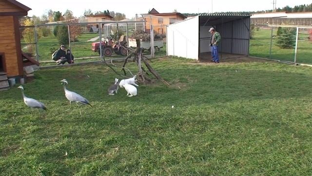 Парк птиц.mp4