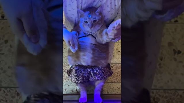 Котёнок 2023, танцы, серия № 95