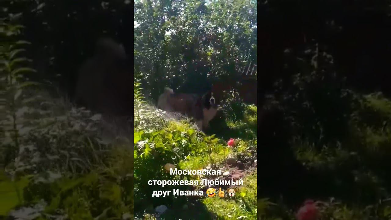 А как вы спасаетесь от жары?