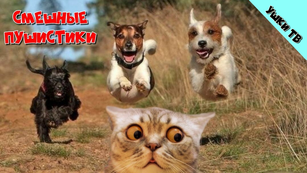 ?ПОПРОБУЙ НЕ ЗАСМЕЯТЬСЯ?СМЕШНЫЕ ПУШИСТИКИ / КОТИКИ СОБАЧКИ И ДРУГИЕ ЗАБАВНЫЕ ЖИВОТНЫЕ?