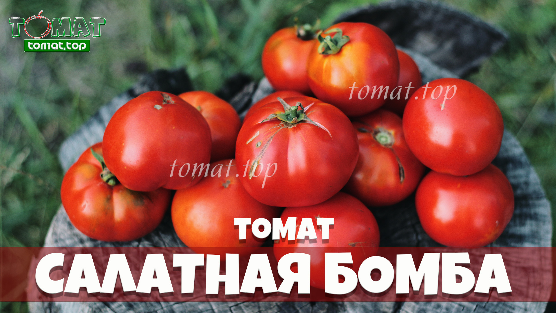 Томат Салатная бомба. Оправдал название или нет? Сорт Салатная бомба от Сибирского сада