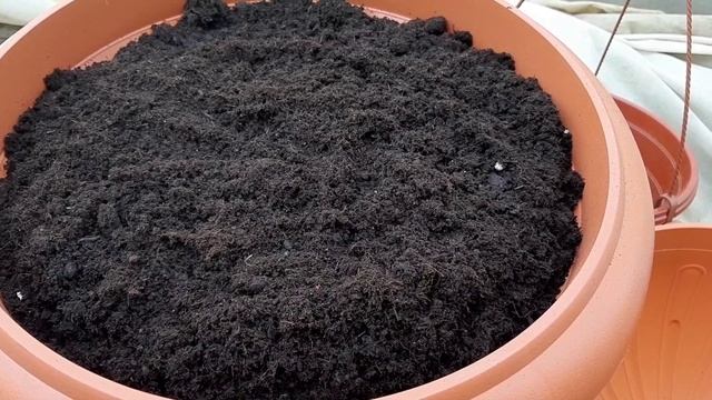 Бегони из семян Пересаживаю в кашпо на ПМЖ