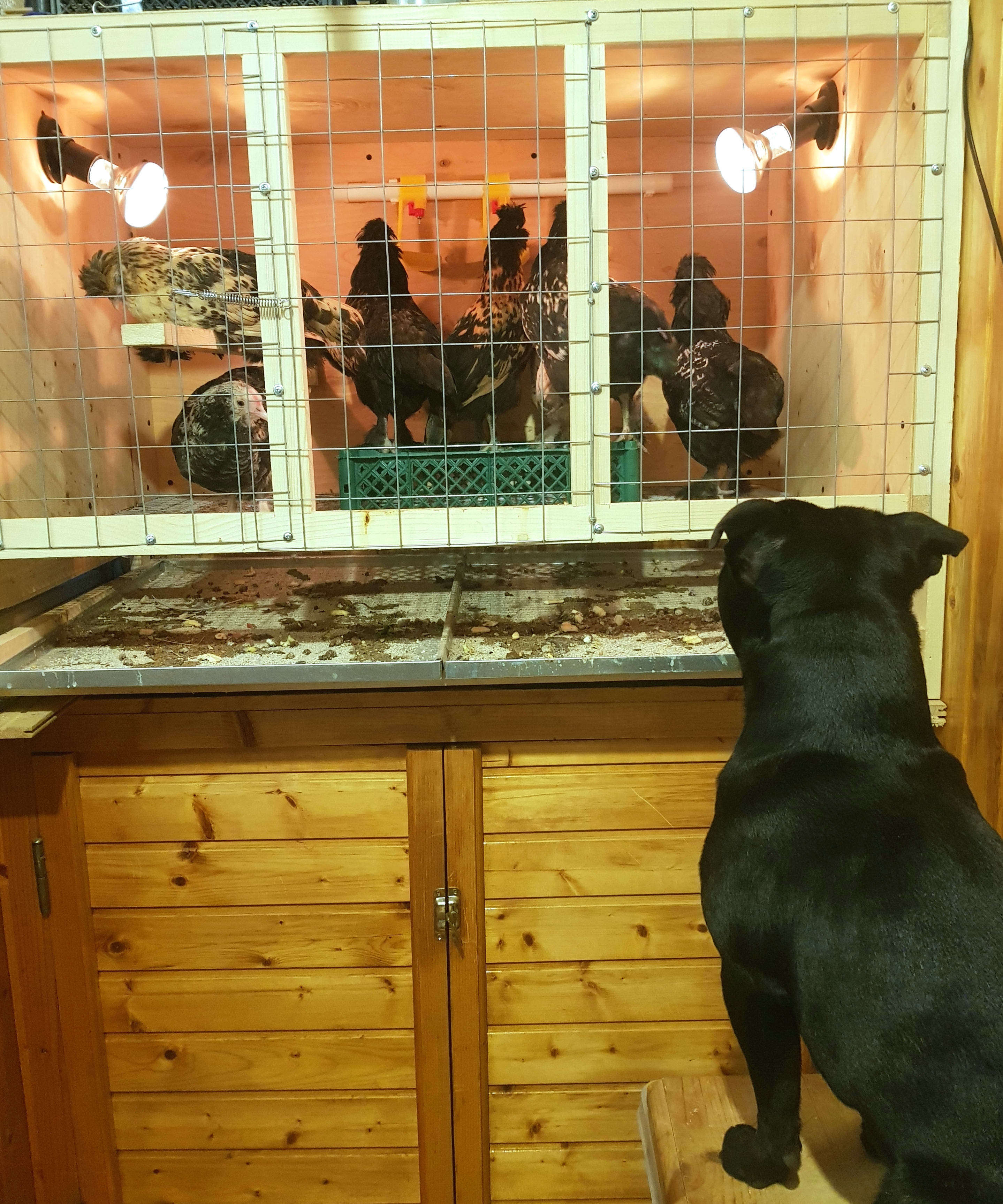 Крапива, значит пьющая Солнце