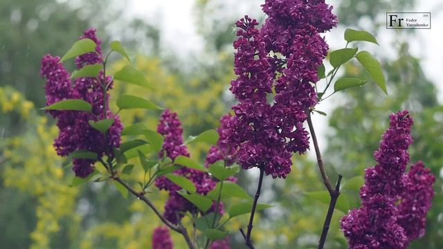 Сирень Ботанического сада ЧелГУ под композицию Мелодия Слез