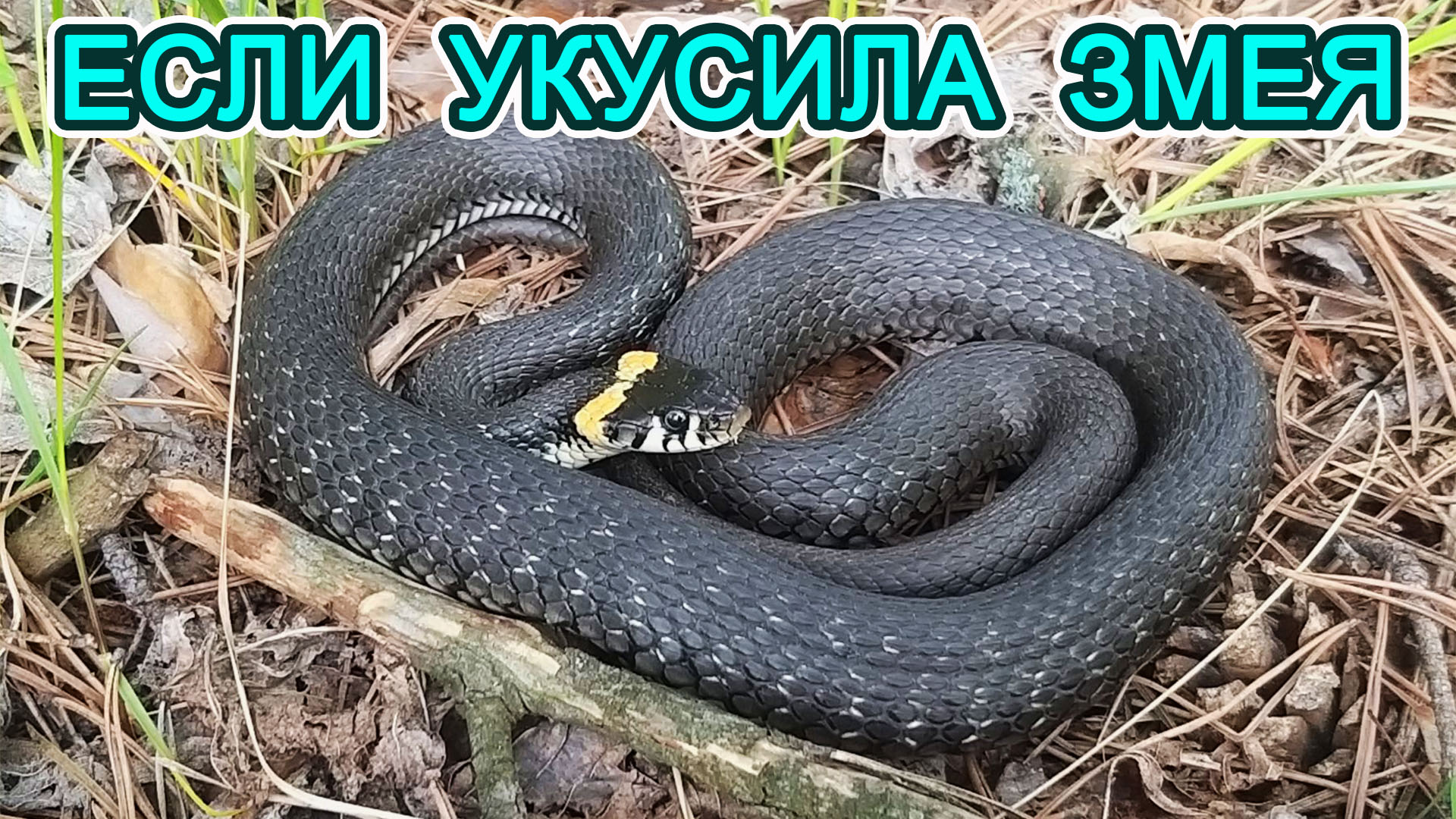 Что делать при укусе змеи. Подорожник. Клещи. Травма колена.  Фрагмент стрима от 01.05.23