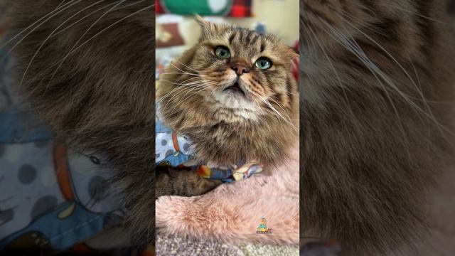 Глаза никогда не врут!❤️ #котики #животные #кот