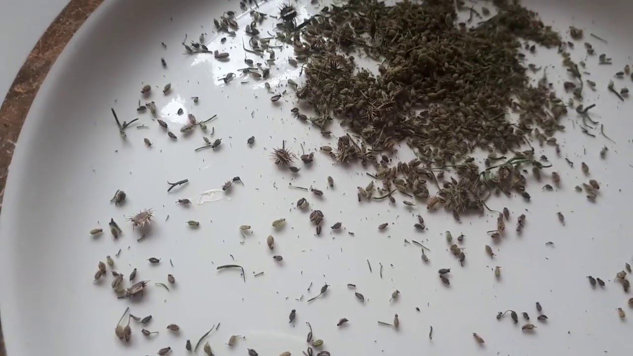 Вот и моркови семена готовы.