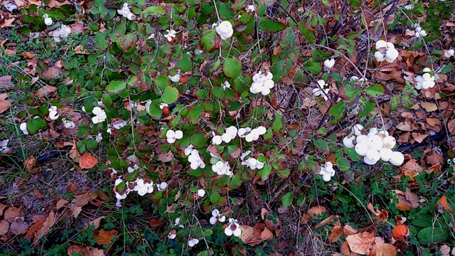 Зима не за горами. Болгария.