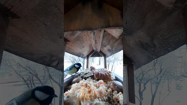 YouCut_20231204_093500208.mp4жизнь кормушки.04.12.2023г.