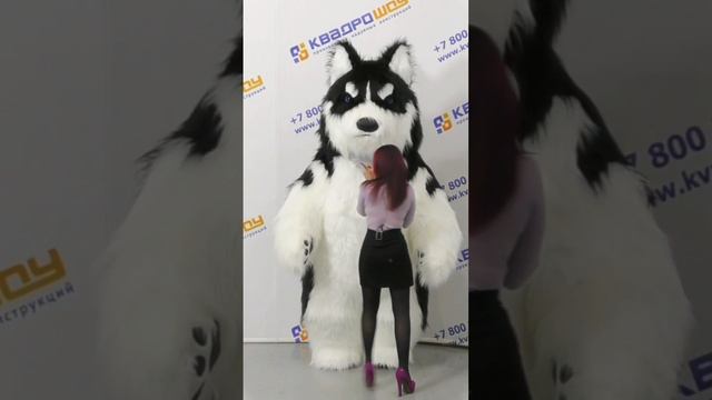 Костюм аниматора хаски🐺🐶 #аниматор #костюм #хаски