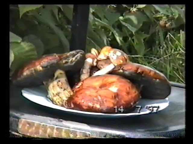 Дача, видео 1997 го года