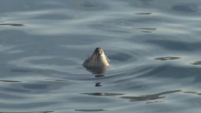 Владивосток удачный кадр (набережная Цесаревича).
