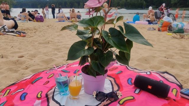 Цветы Вместе Антуриум Кавалли на пляже Anthurium cavalli on the beach