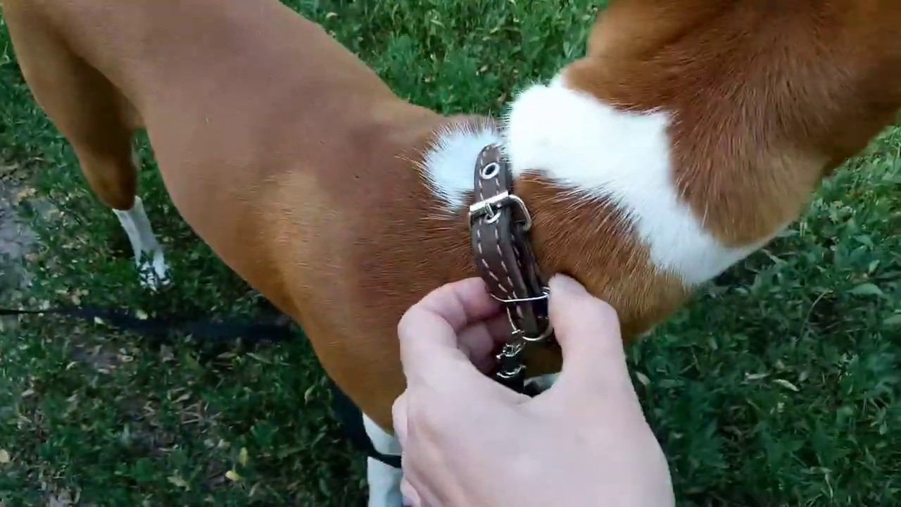 И погуляли, и про ошейник рассказали. Басенджи Лео