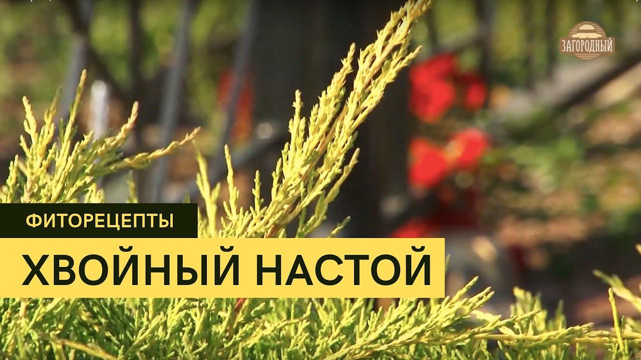 Хвойный настой против вредителей \ Как правильно использовать? \Фиторецепты