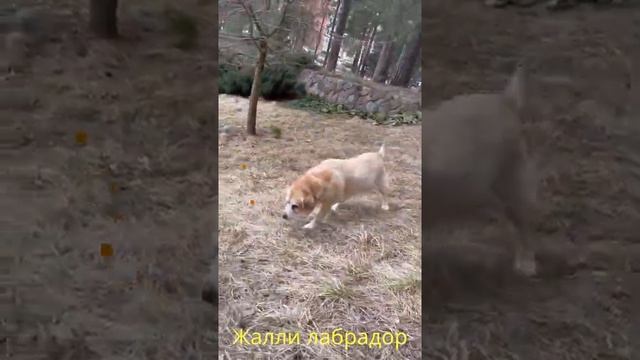 Мои дети, прогулка с младшими.