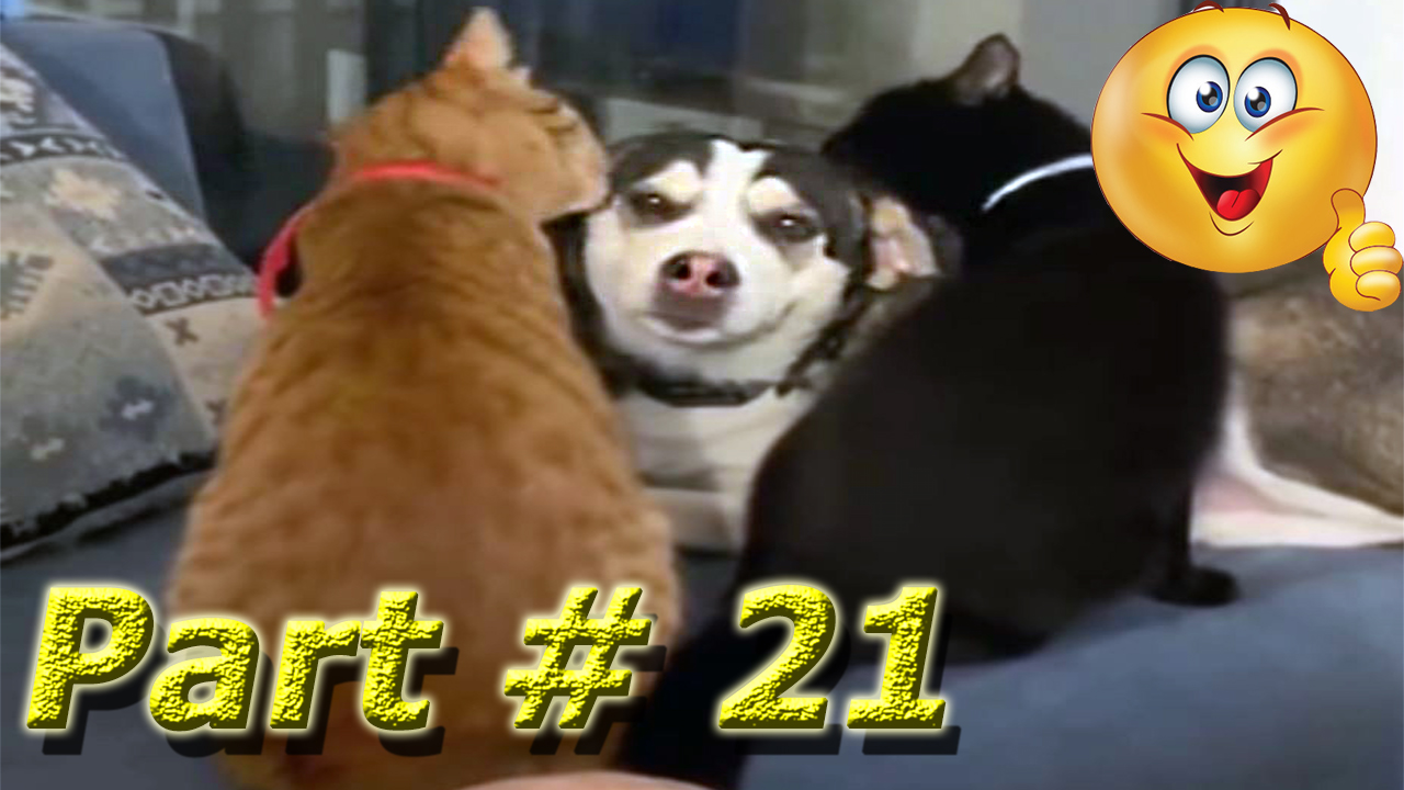 NEW! Подборка Видео Со Смешными Животными Март 2024. Part #21 #dog #cat #animals #video #smile #new