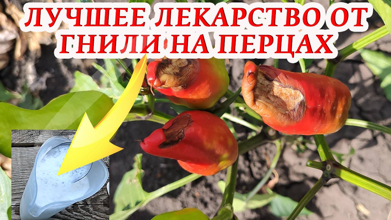 Вершинная гниль на перце и помидорах (томатах)! Что делать? Супербыстрое лечение вершинной гнили!