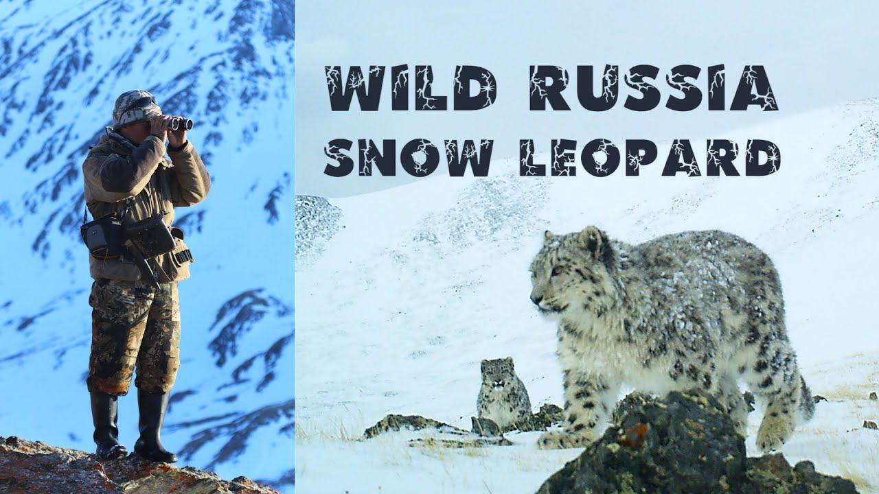 Фото охота на снежного барса в Горном Алтае (Дикая природа России) Сайлюгемский национальный парк.