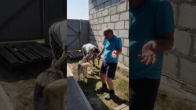 Порода супер?