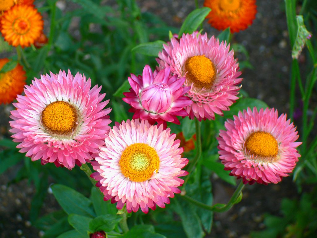 Цветок имени Ксения - бессмертник.mp4