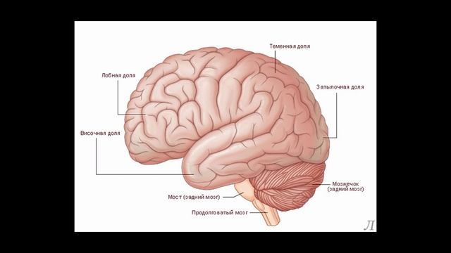 7.15 Эволюция. Развитие