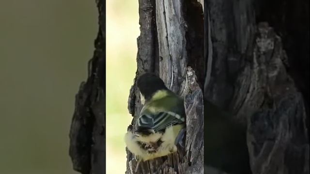 Птенцы синиц выросли, покидают гнездо