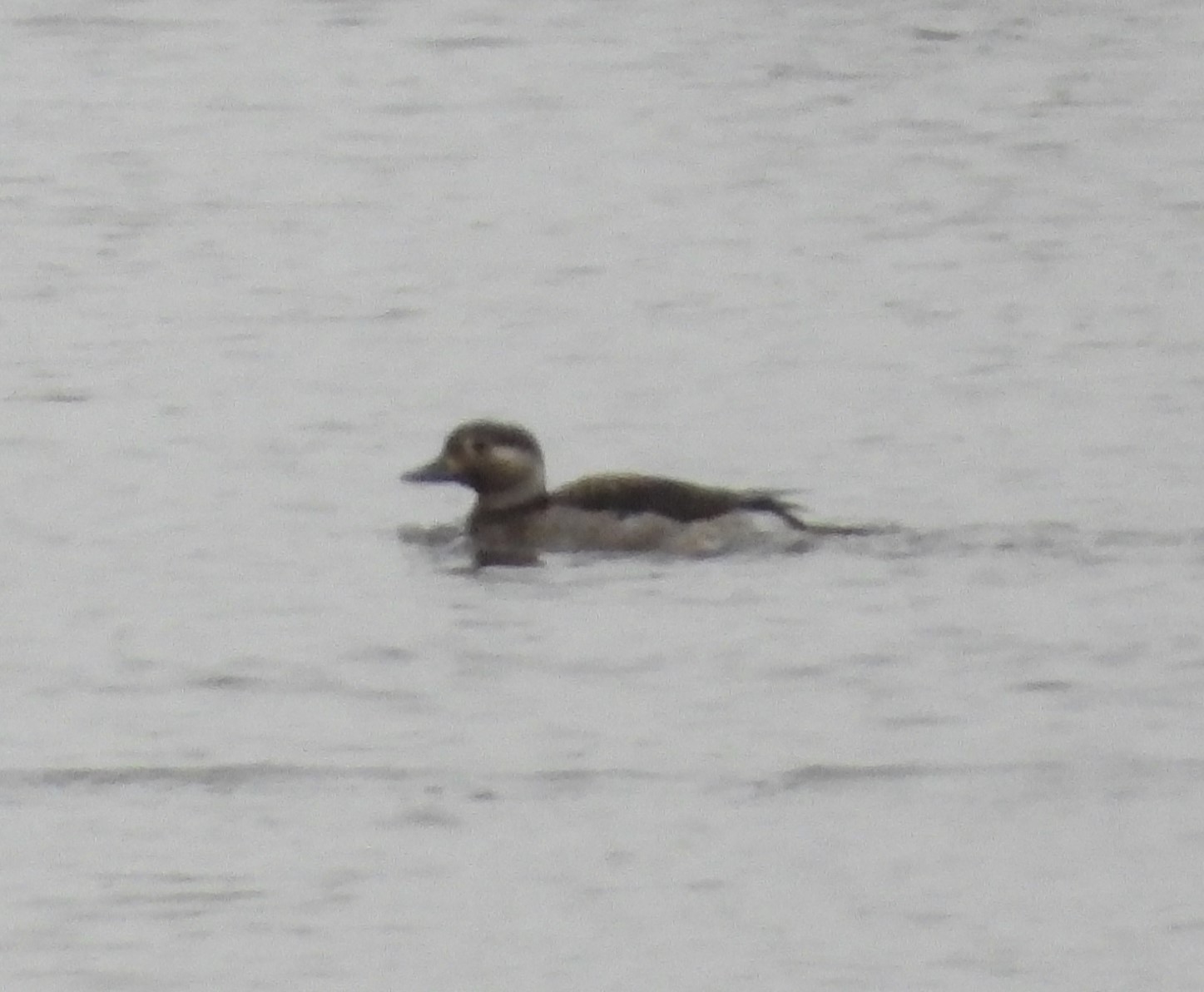 утка Морянка, наблюдение птиц в Новгородской области, 18 ноября 2023