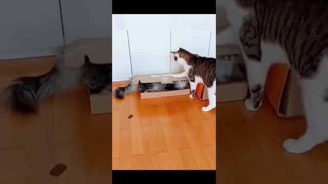 Забавные питомцы 31