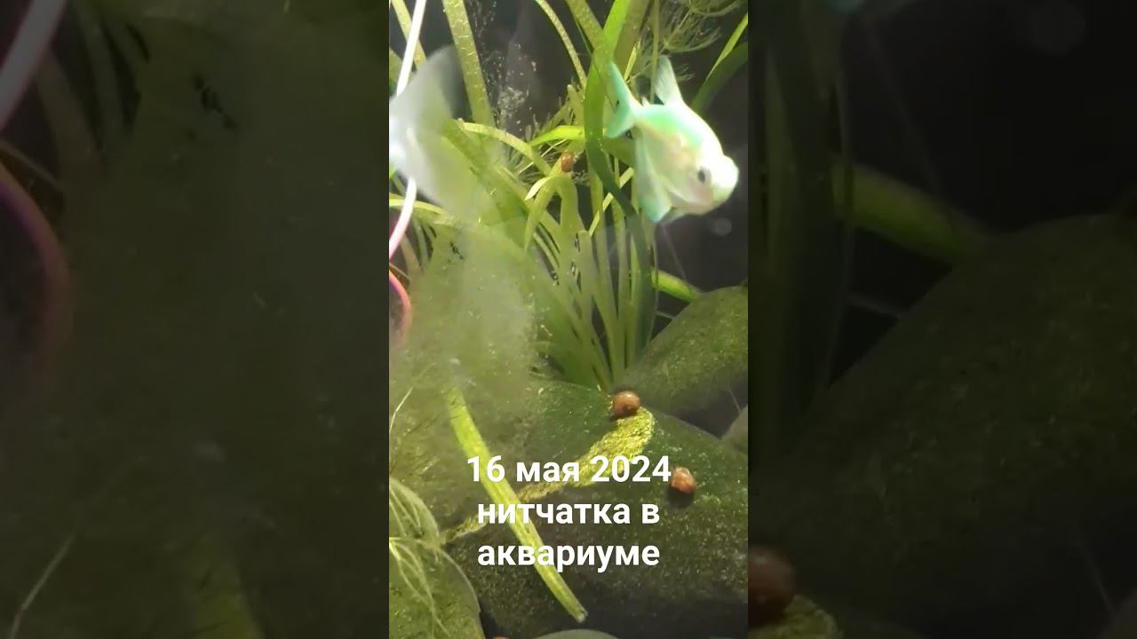 Нитчатка в аквариуме (1,1 часть)