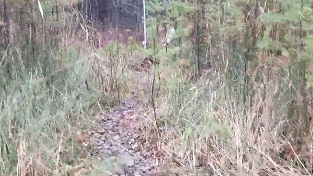 НО передвигается по болоту так же как и по обычной дороге