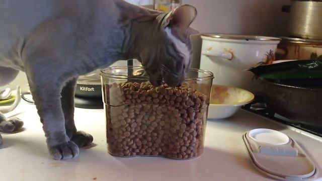 Кот экскаватор