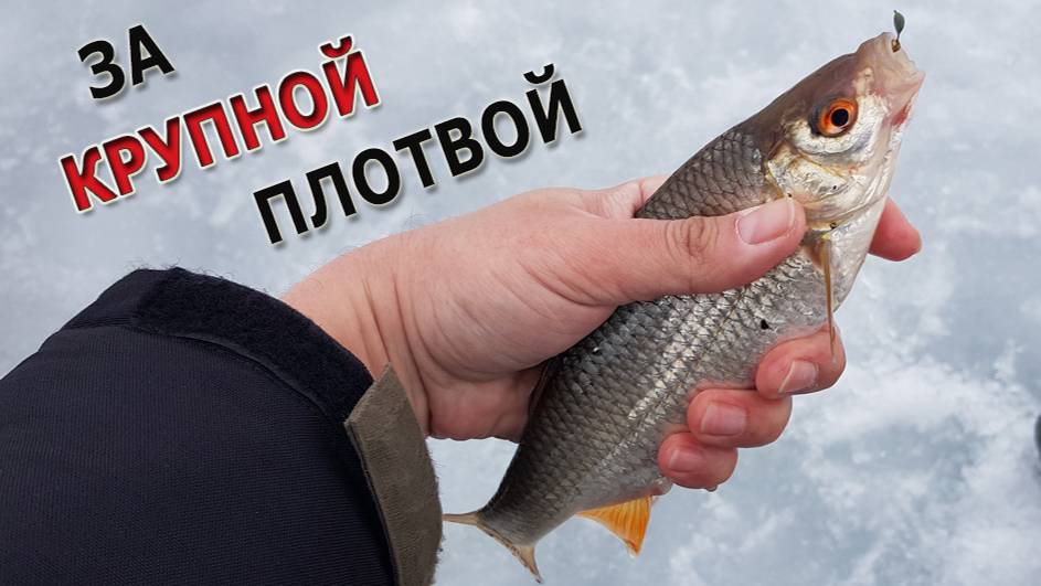 Плотва, безмотылка - поиск рыбы и подбор приманки (конфетка, чертик..) с кивком и без