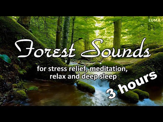 3 часа звуков лесного ручья и птиц для снятия стресса – звуки для сна и глубокой релаксации