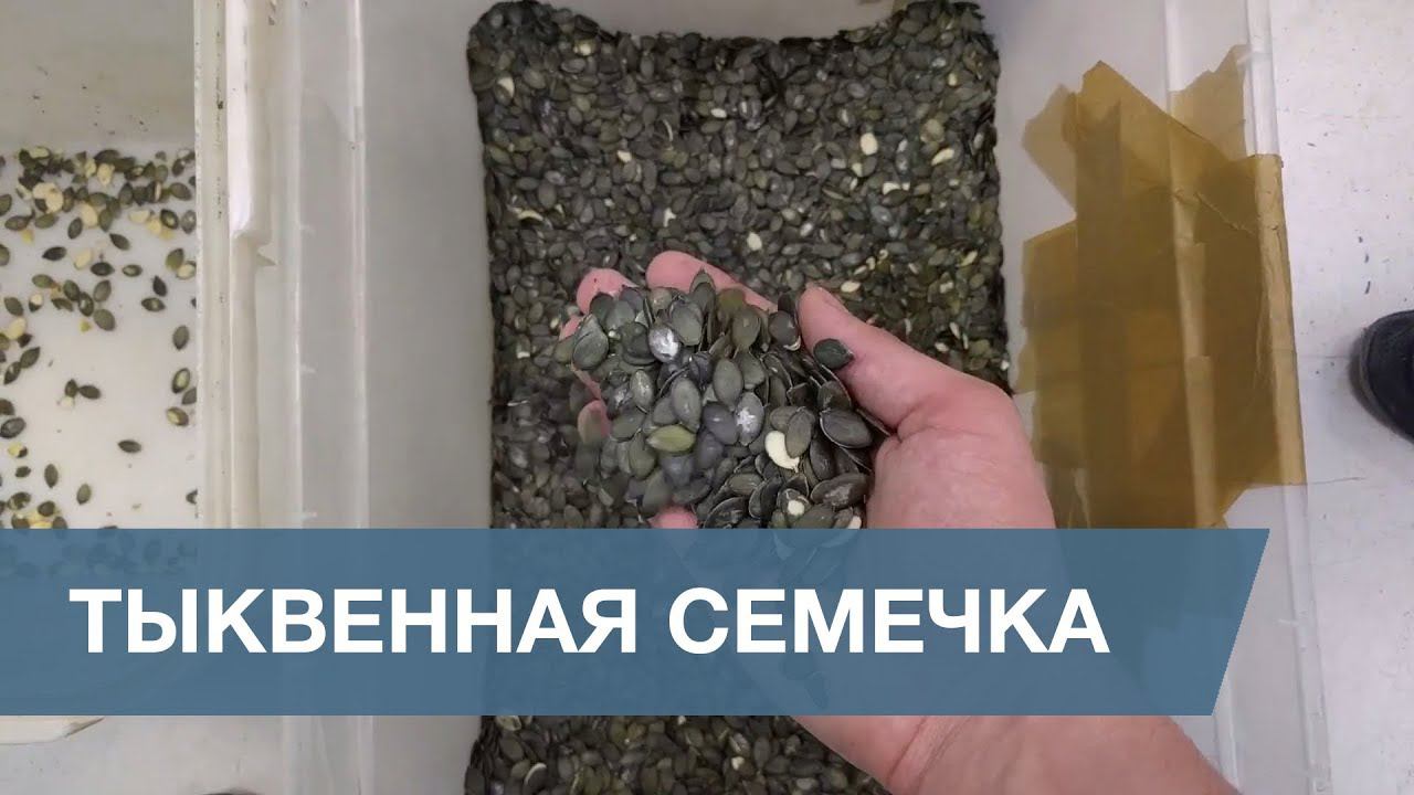 Сортировка Тыквенных Семечек / Pumpkin Seeds Sorting