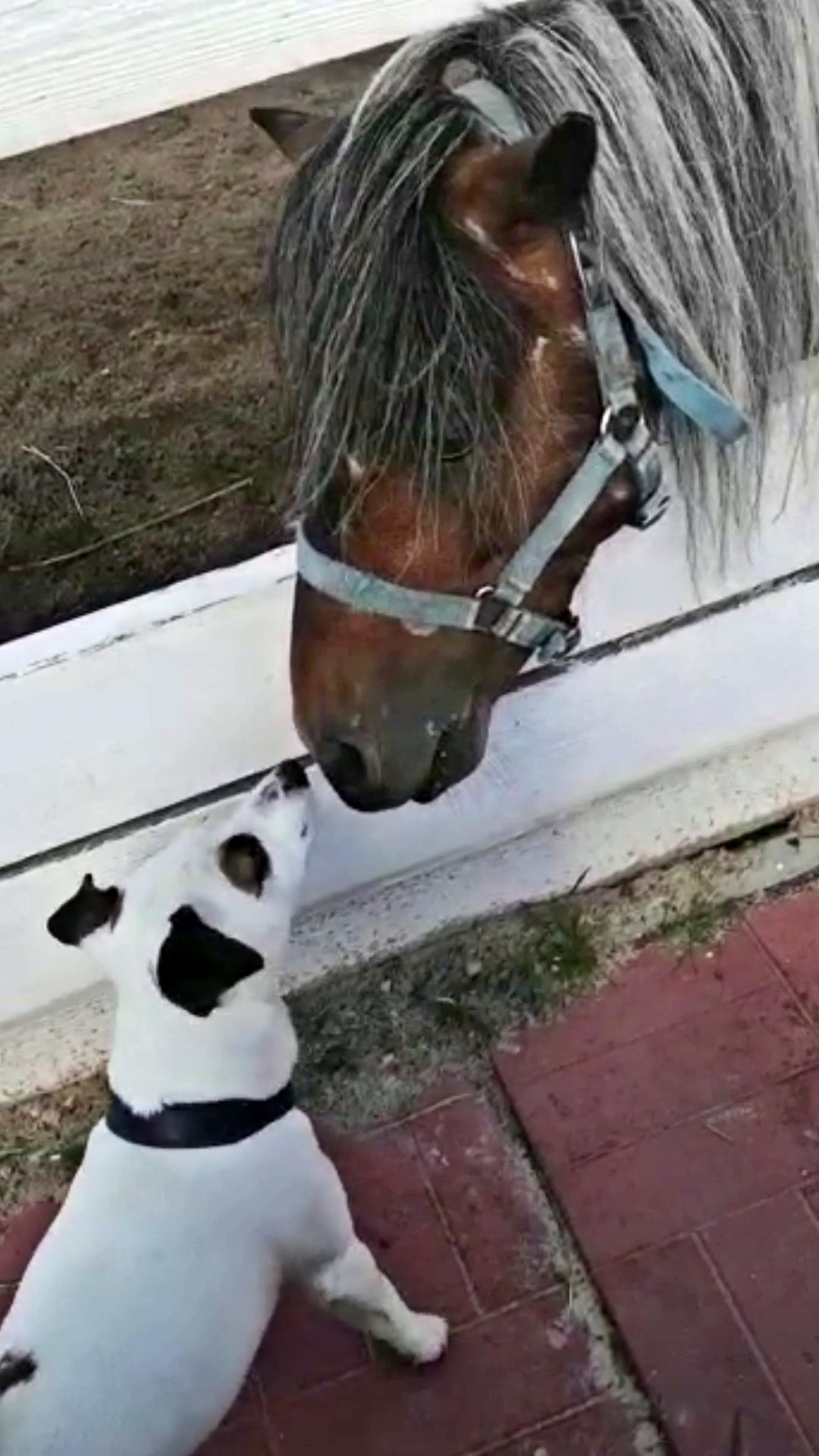 Брайт и пони