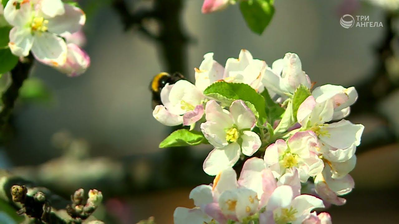 Пробуждение | Библия и природа