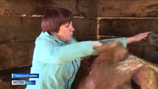 На Алтае продолжают работу по заключению социальных контрактов