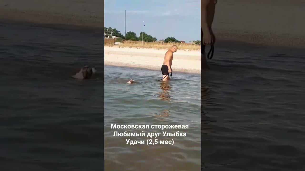 Московская сторожевая Любимый друг Улыбка Удачи (2,5 мес)