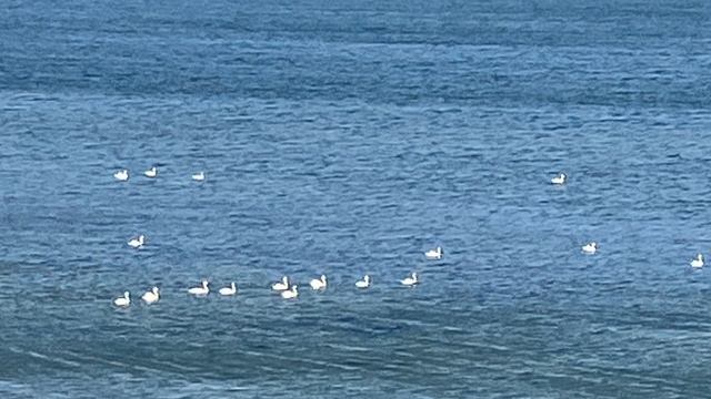 В поисках хорошего вина. Виноград, персики и не только...