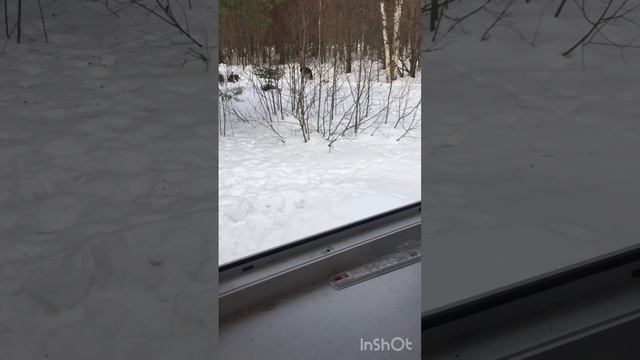 Впусти кота в дом