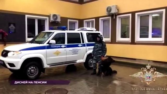 Калининградская служебная собака Дисней уходит на пенсию