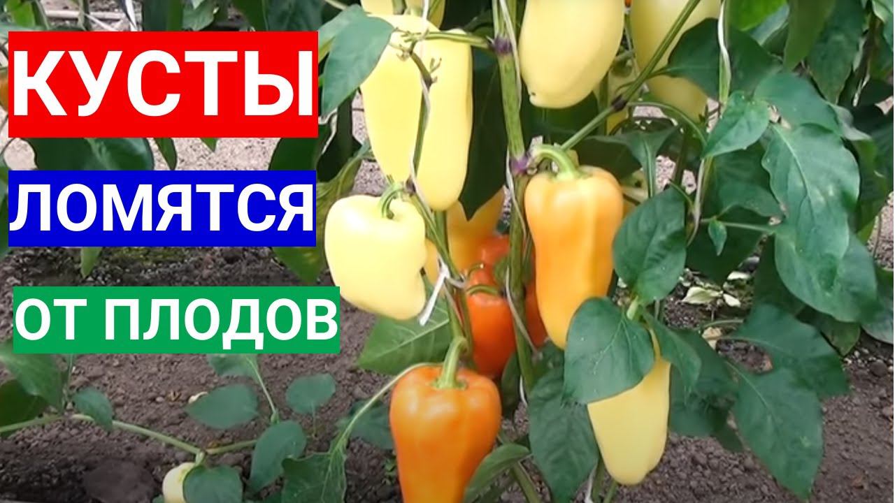 Хотите много перцев -  кормите лучше. Кусты будут ломиться от плодов.