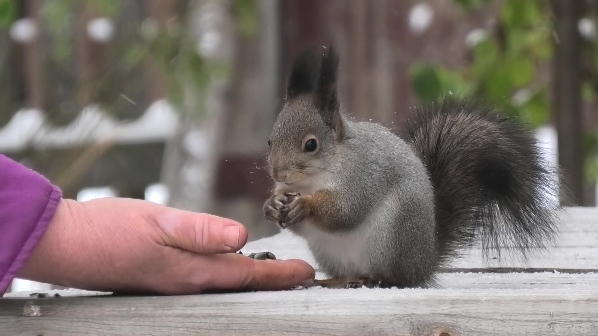 30 10-3 11 2023г новые кабачки,белочка,рецепты