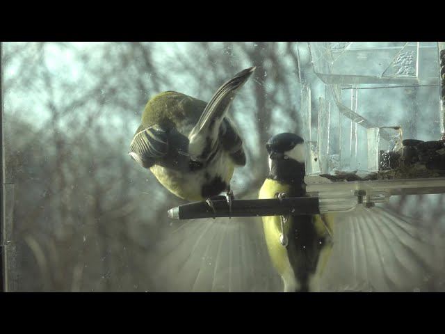 Кормушка - новый сезон  (19.11.2023)