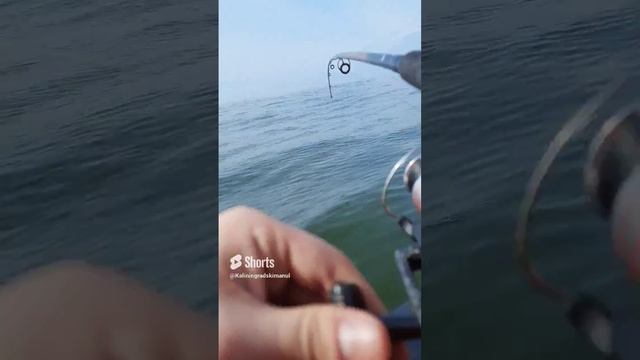 Балтийская сельдь. #рыбалка #салака  #балтийск