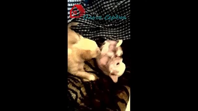 ЩЕНКИ СМЕШНЫЕ 3 Милота